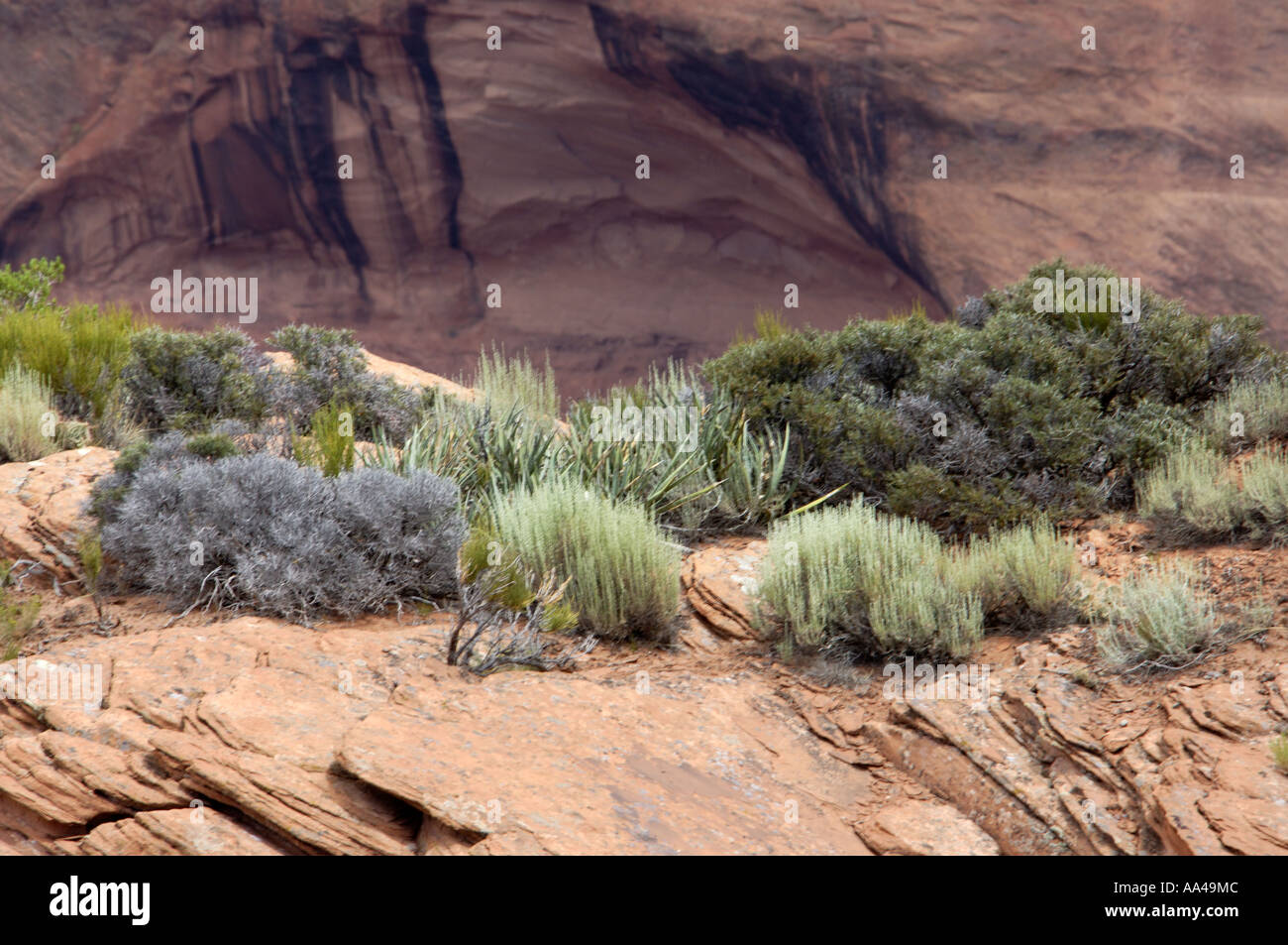 Native plants on the arid rim of Canyon de Chelly National Monument on ...