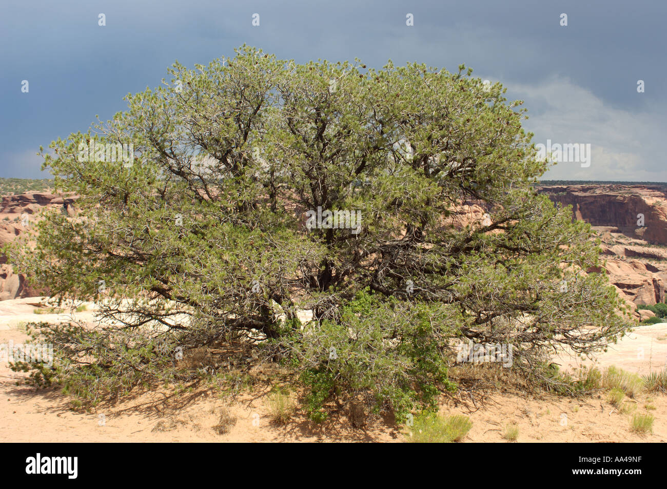 Pinon arizona hi-res stock photography and images - Alamy