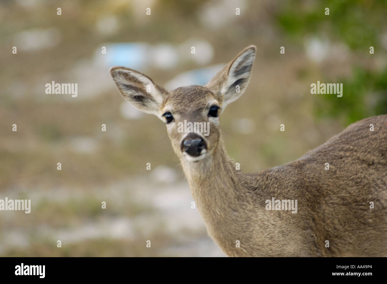 Key deer doe an endangered species Big Pine Key National Wildlife ...