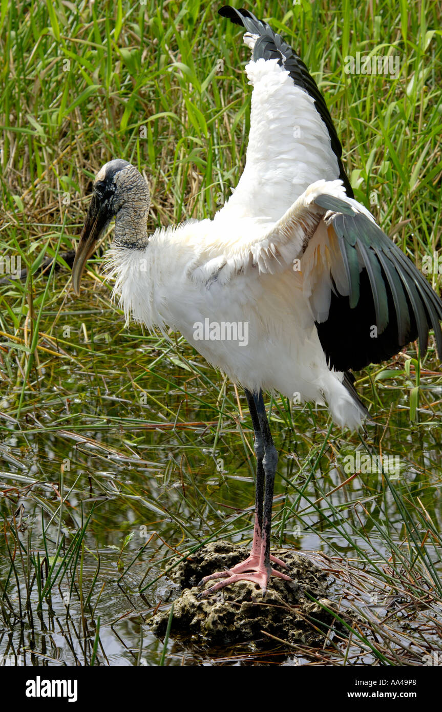 Wood stork an endangered species drying its wings in Everglades ...
