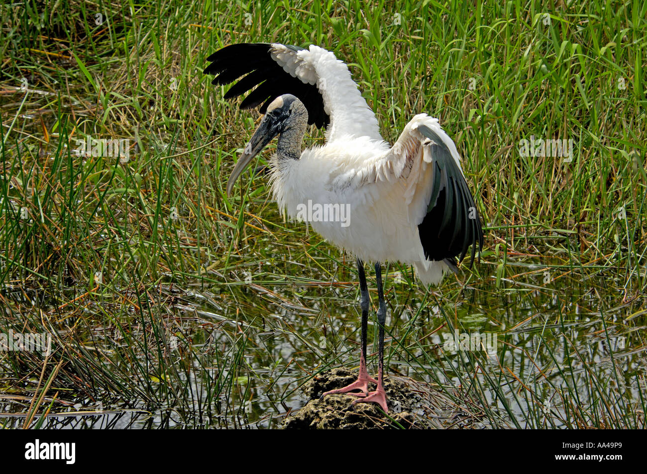 Wood stork an endangered species drying its wings in Everglades ...