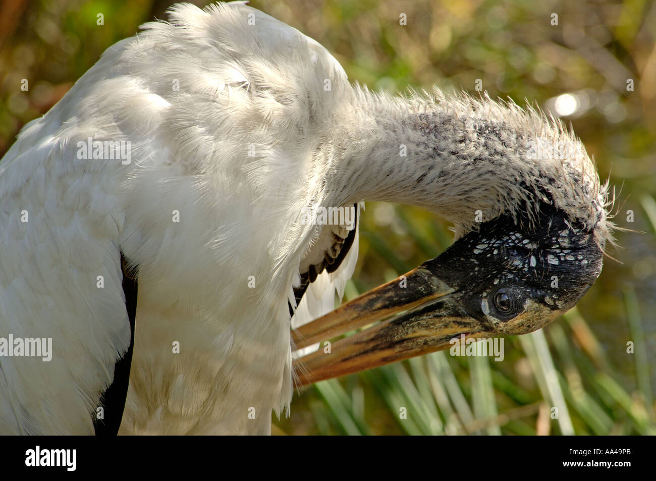 Wood stork an endangered species preening its feathers in Everglades ...