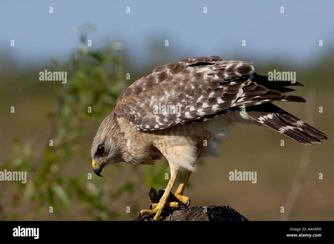 Red shouldered hawk in Everglades National Park Florida. Digital ...