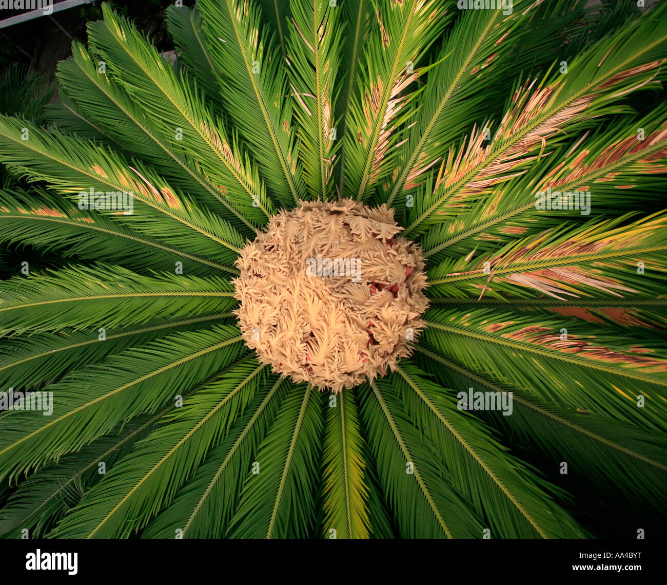 Australian cycad hi-res stock photography and images - Alamy
