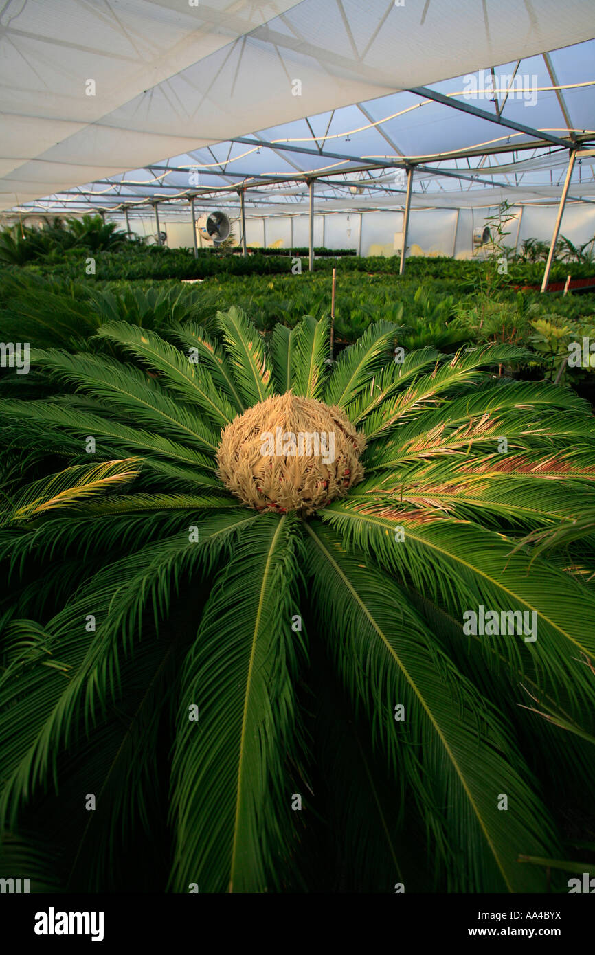 Australian cycad hi-res stock photography and images - Alamy