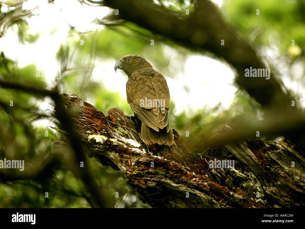 A kaka sits in amongst the branches of an old pohutukawa tree on Great ...
