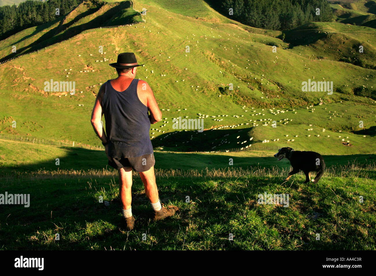 Back of sheep hi-res stock photography and images - Alamy