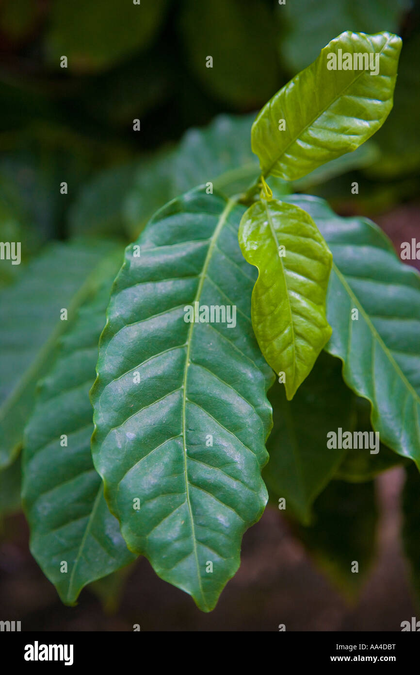 Brazil Leaves on a Coffee Tree Salvador Bahia Stock Photo - Alamy