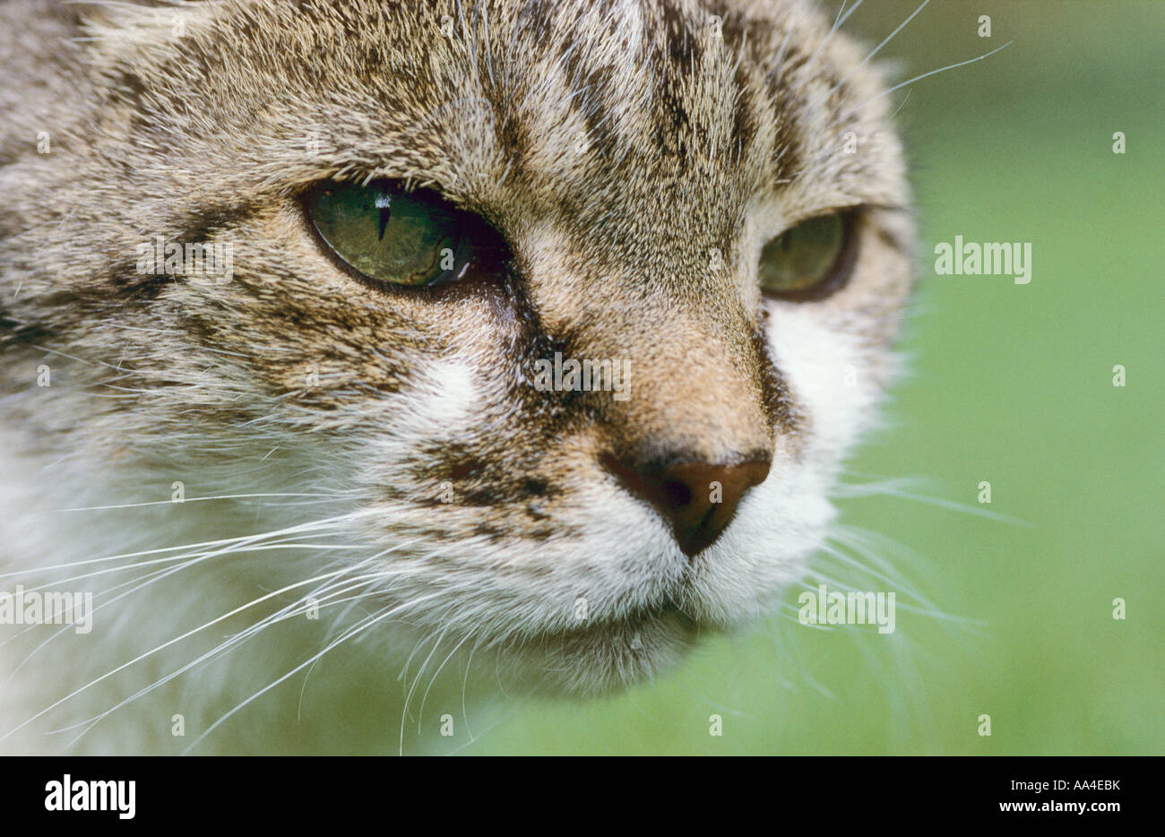 Close up of cats head hi-res stock photography and images - Alamy