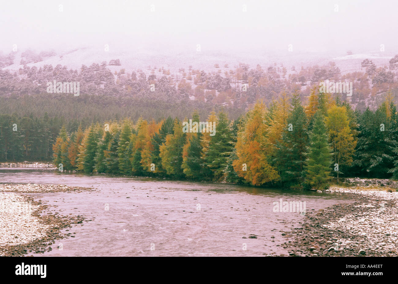 Larch trees and river in the Cairngorm's in autumn Stock Photo - Alamy