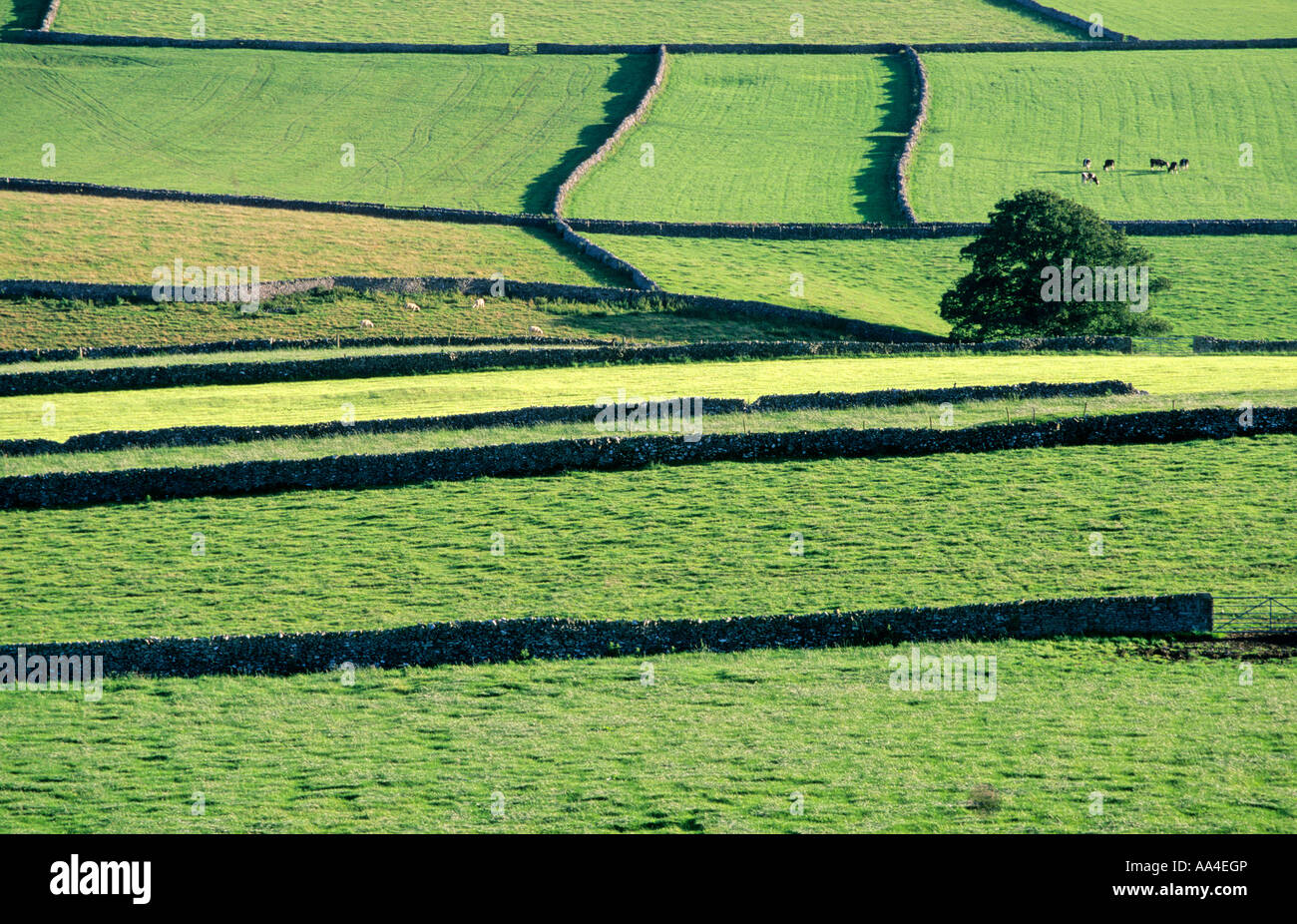 Fields in the Peak District National Park Stock Photo - Alamy
