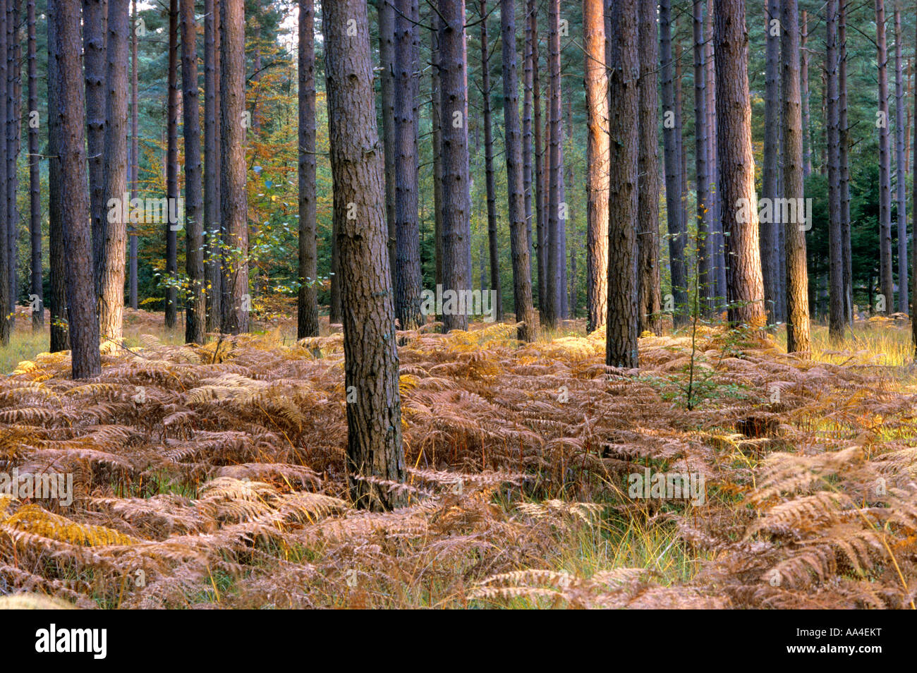 Trees in Boldrewood Drive, New Forest National Park Stock Photo - Alamy