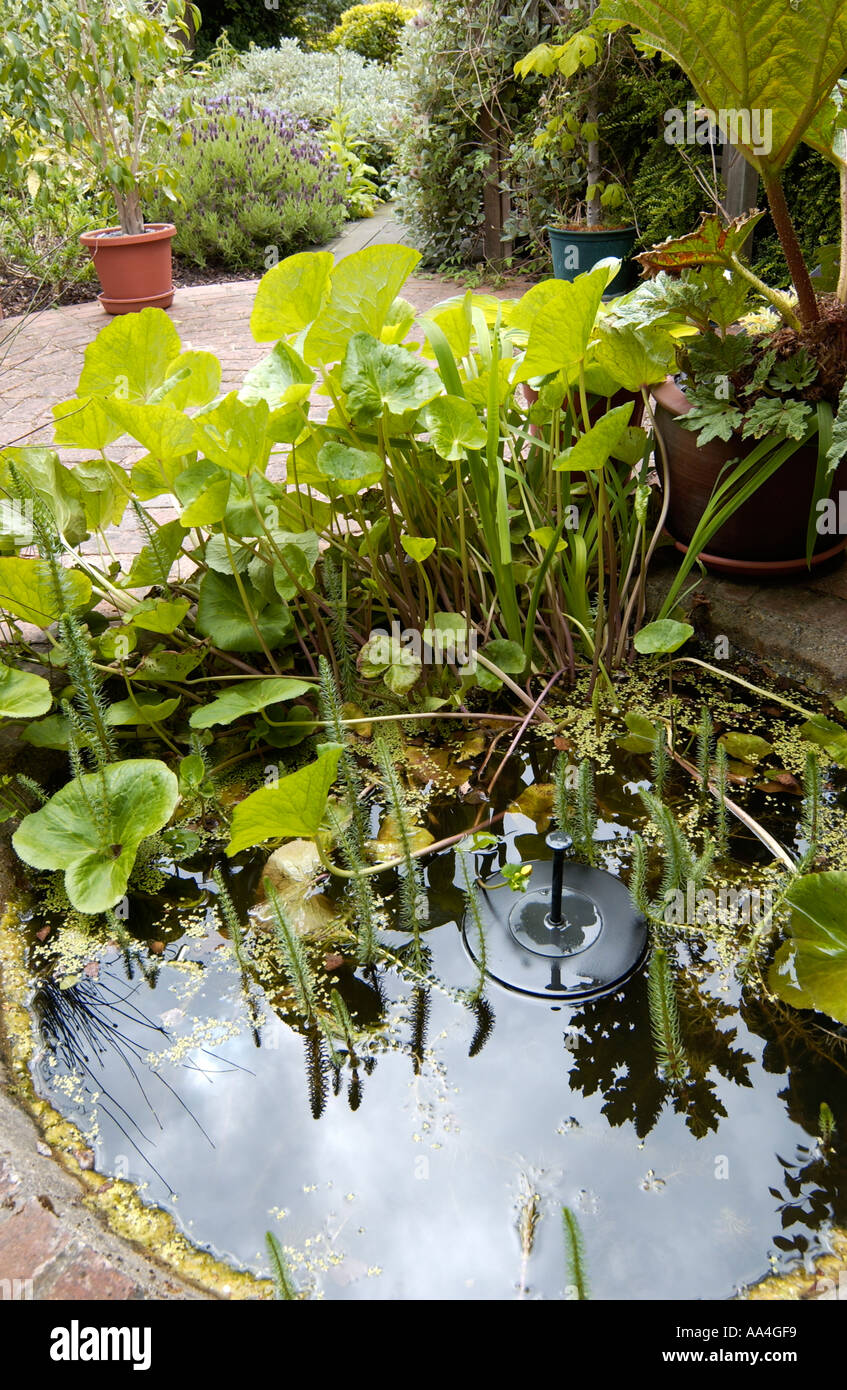 Small garden pond marginals hi-res stock photography and images - Alamy