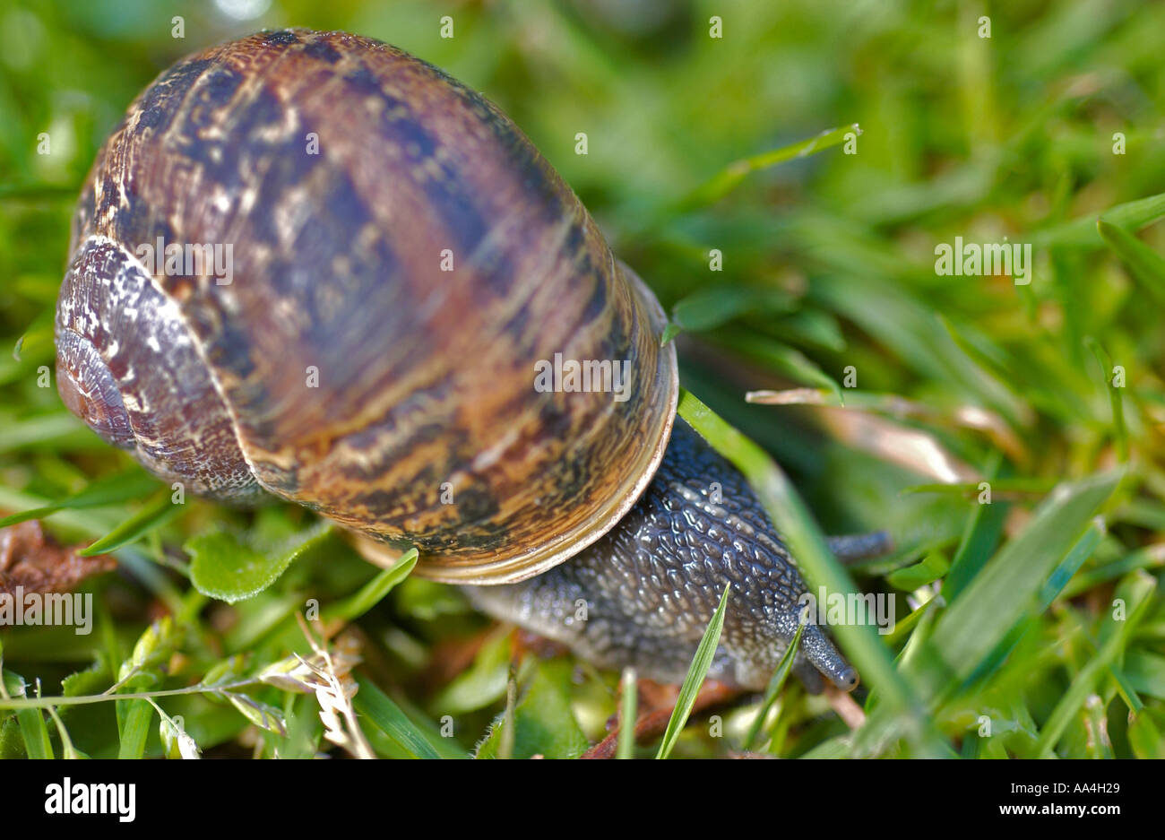 Snail on a grass lawn Stock Photo - Alamy