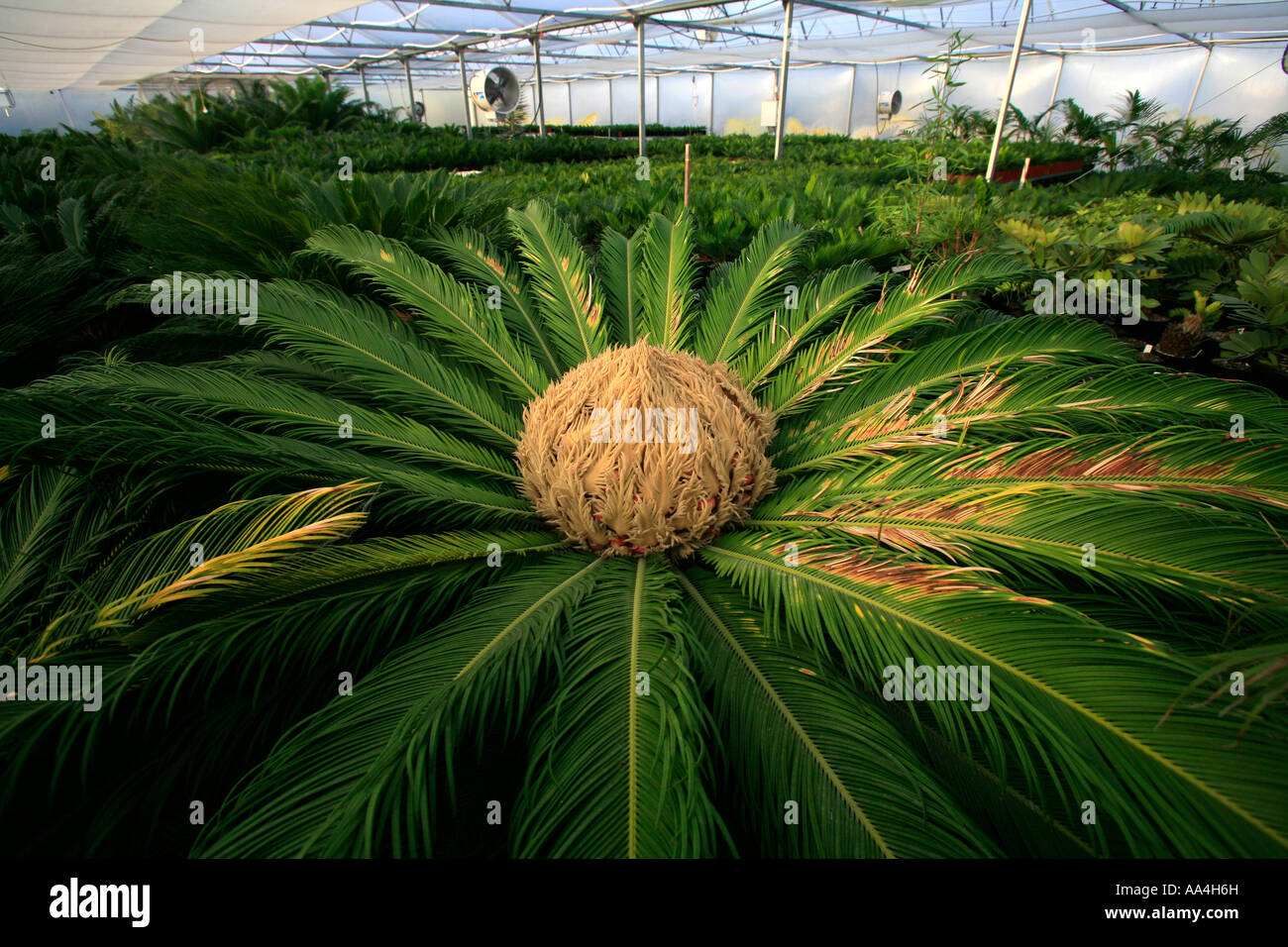 Australian cycad hi-res stock photography and images - Alamy