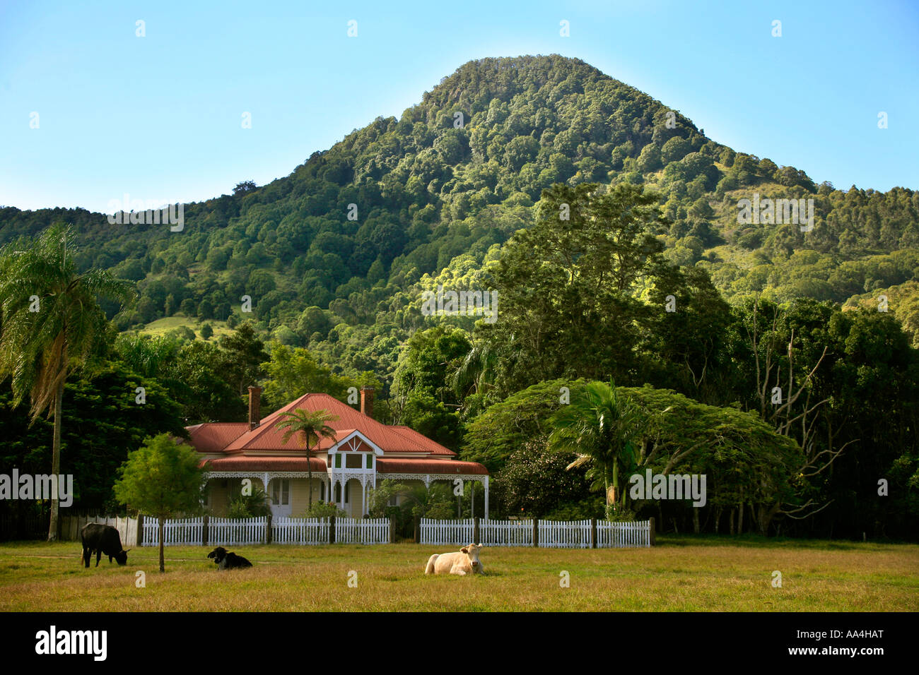 A federation style farmhouse with cows below Mount Chincogan on Main arm road Mullimbimby ...