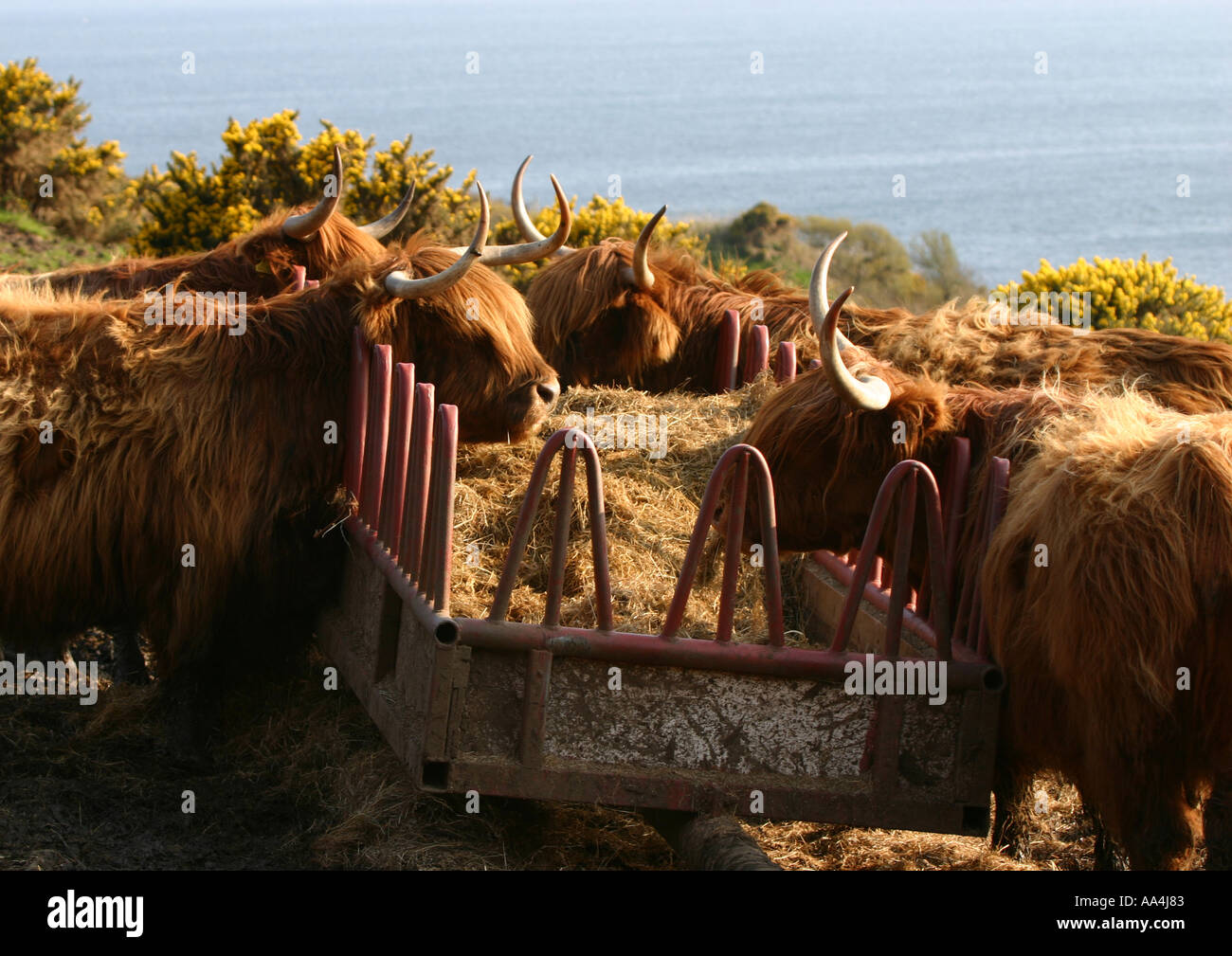 Highland cows colors hi-res stock photography and images - Alamy
