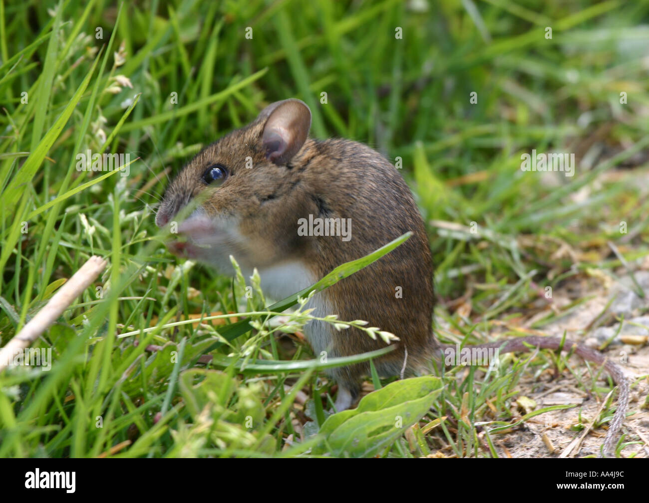 Mouse wildlife Leighton Moss Stock Photo - Alamy