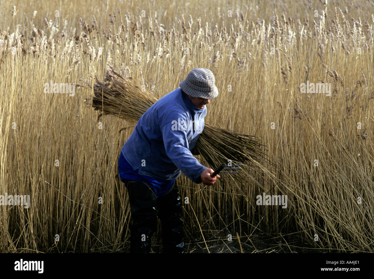 ERIC EDWARDS REED CUTTER HOW HILL NORFOLK ENGLAND 2005 Stock Photo - Alamy