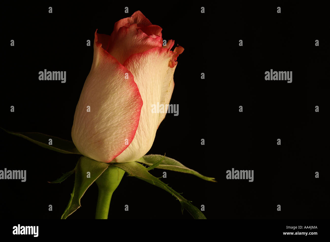 tight image of a sidelit rose, showing petal detail Stock Photo - Alamy