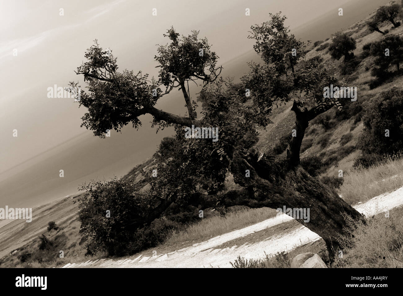 Single olive tree hi-res stock photography and images - Alamy