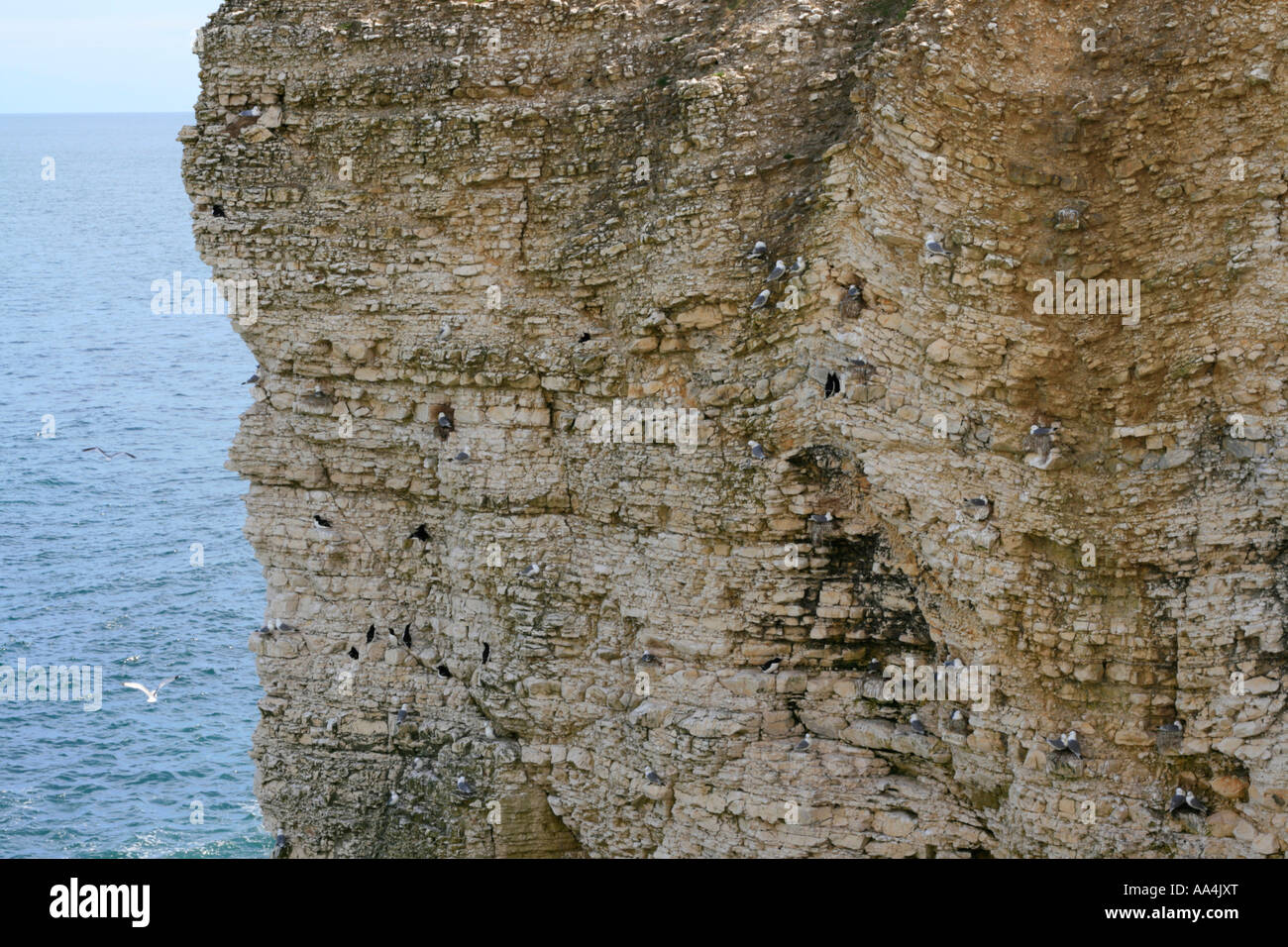 flamborough head sea cliff's birds nesting eroding cliffside yorkshire ...