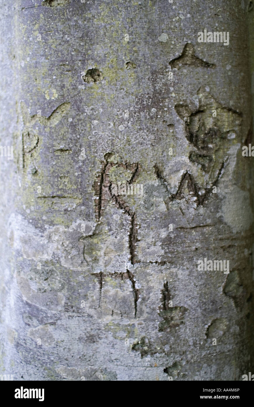 carvings in tree bark Stock Photo - Alamy