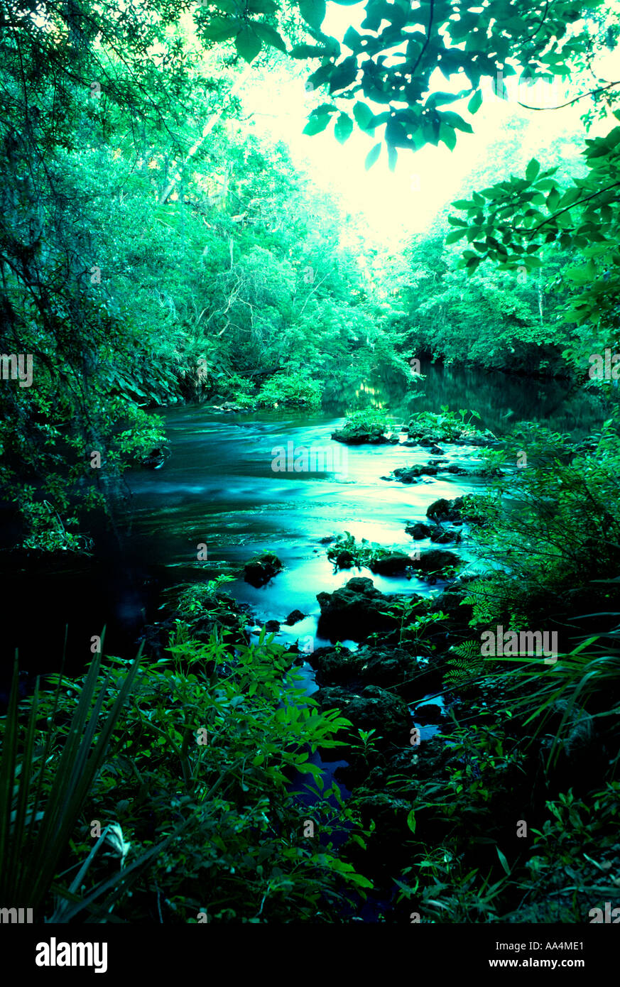 Florida river scene Stock Photo - Alamy