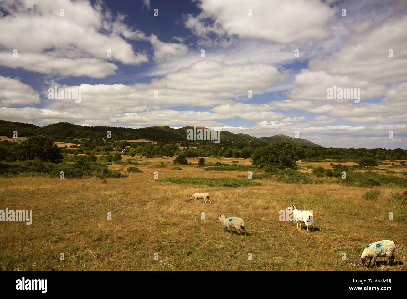 Looking north along the Malvern Hills from Castlemorton Common ...