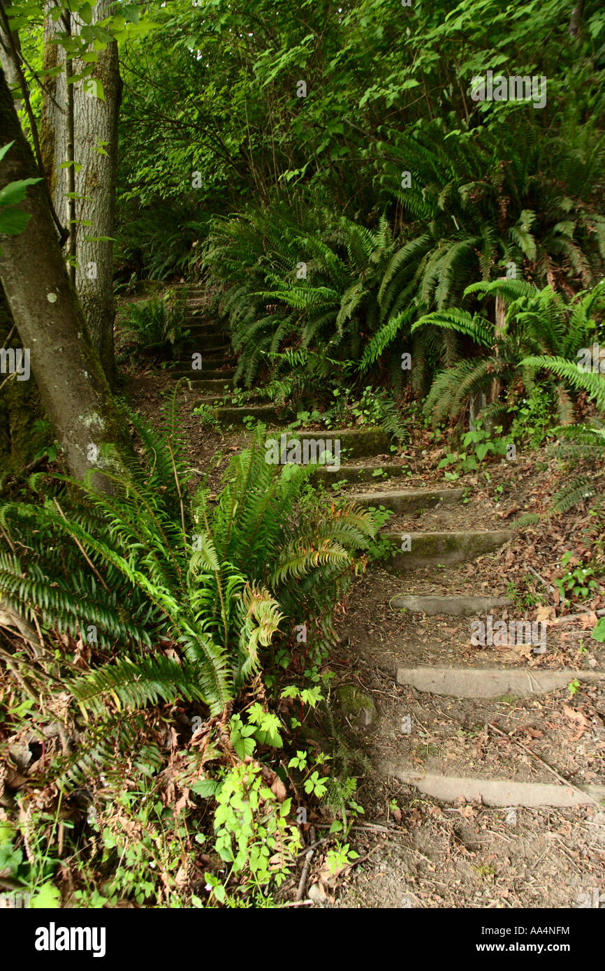 Rain Forest Path Stock Photo - Alamy