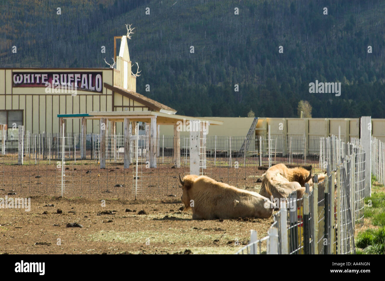 The sacred White Buffalo farm at Flagstaff, Arizona Stock Photo - Alamy