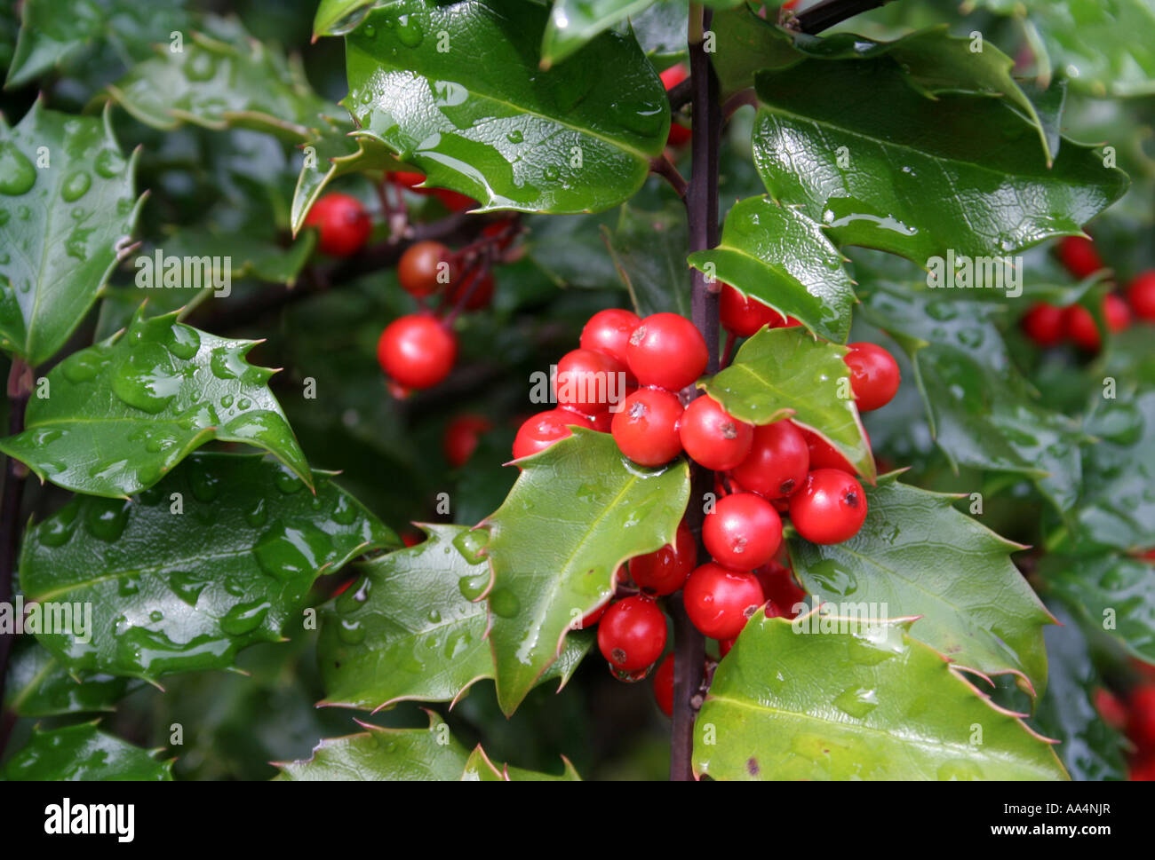 Boughs of holly hi-res stock photography and images - Alamy
