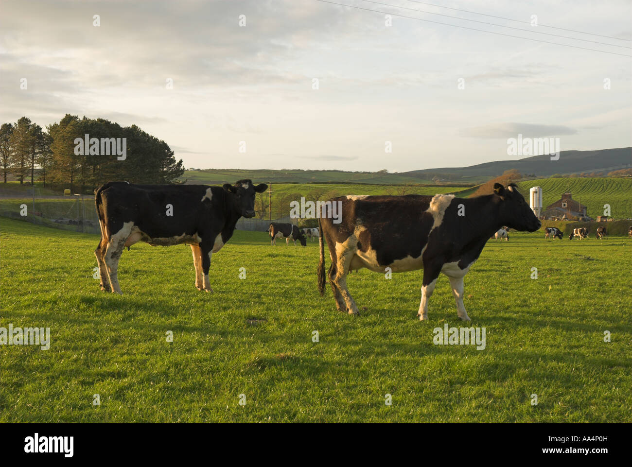 2 black cows hi-res stock photography and images - Alamy