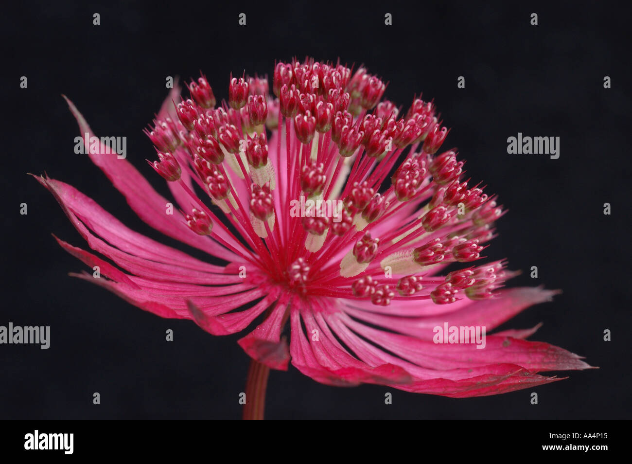 Astrantia Ruby Wedding Stock Photo - Alamy