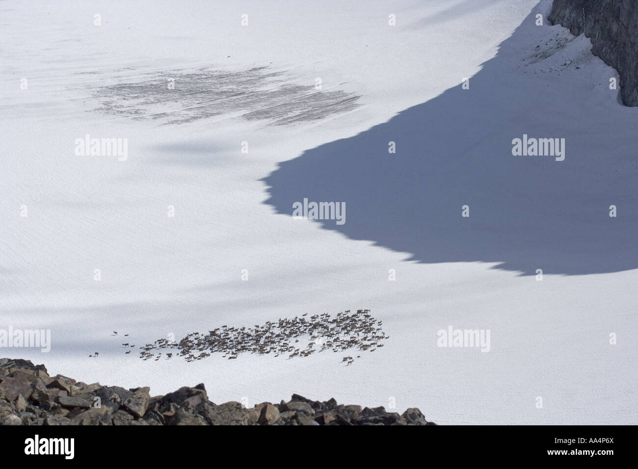 reindeer in Jotunheimen Stock Photo - Alamy