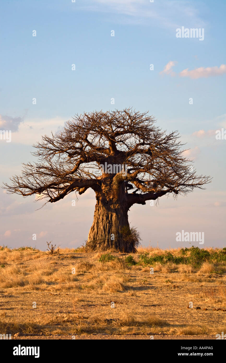 Baobab tree (Adansonia) in Ruaha National Park, Tanzania, Africa Stock ...