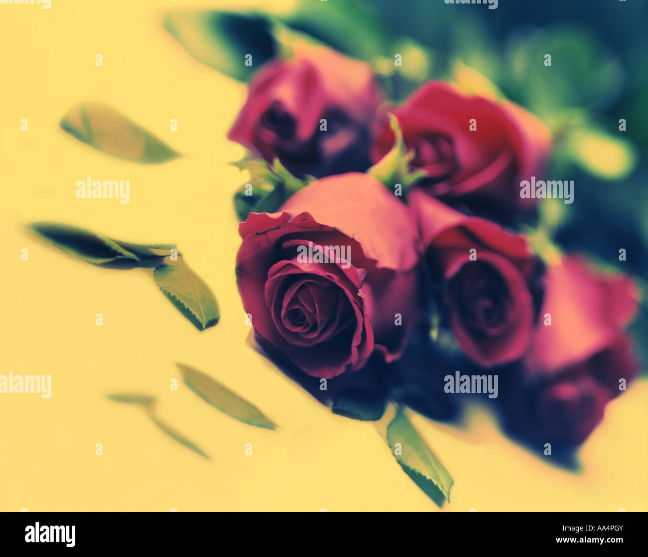 Red Roses, 4x5 Cross Process Photo in narrow focus Stock Photo - Alamy