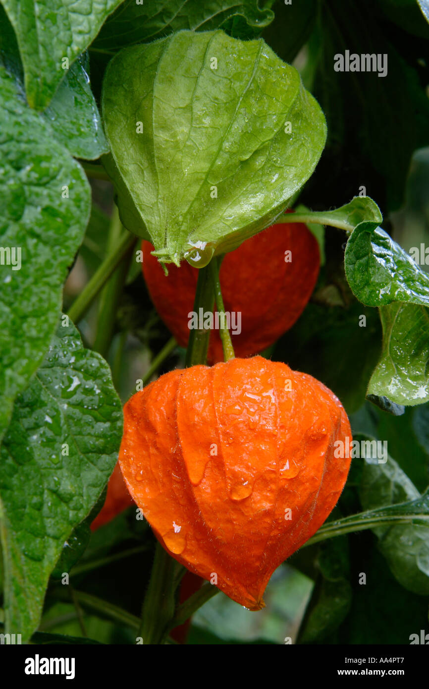 Bell lantern shaped flower hi-res stock photography and images - Alamy