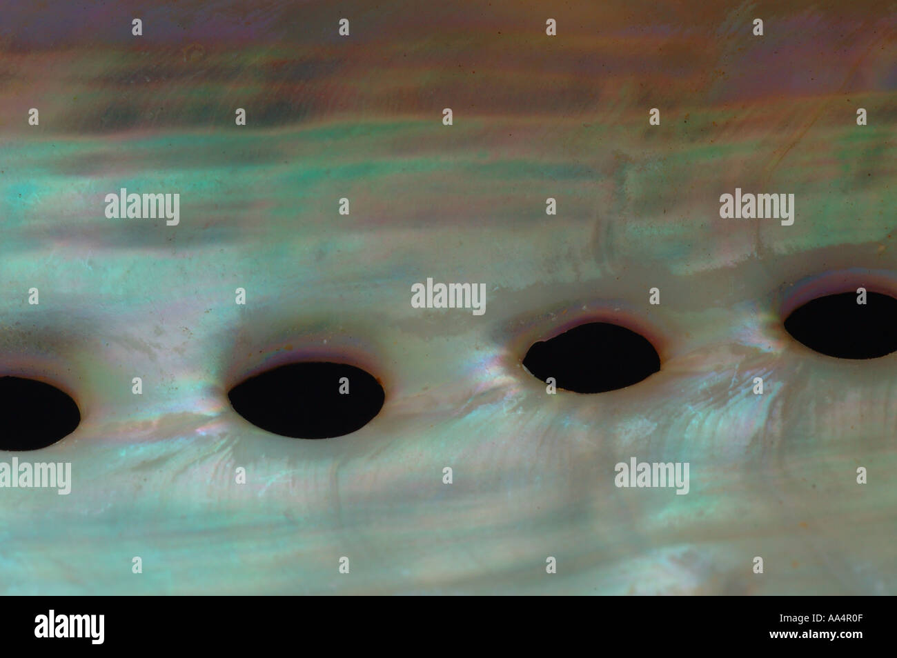 Oyster shell interior Stock Photo - Alamy