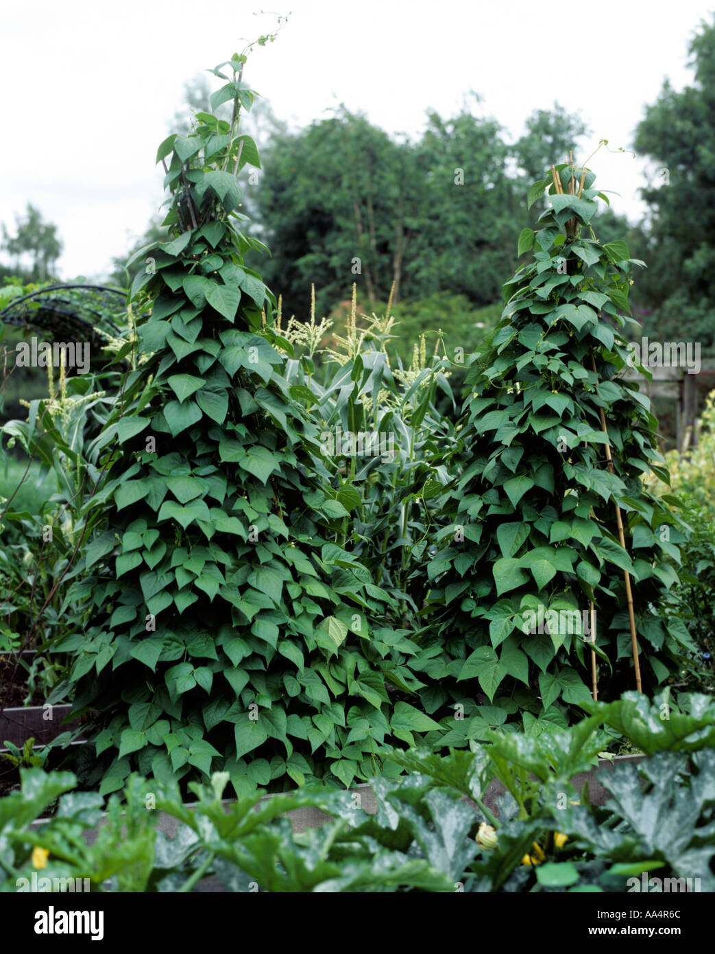 Wigwam beans hi-res stock photography and images - Alamy