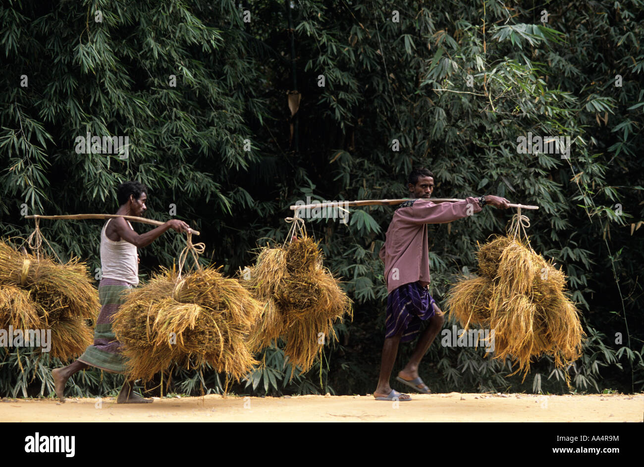 Asia Bangladesh Men carrying rice seedlings Stock Photo - Alamy