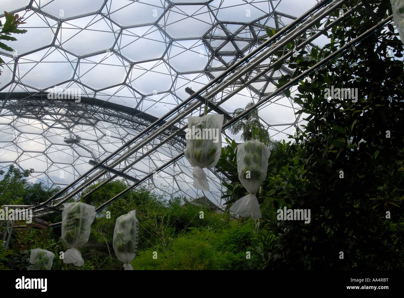 Cornwall England Eden Project The tropical rainforest biome Stock Photo ...