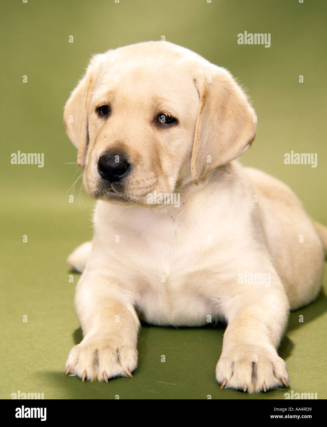 GOLDEN LABRADOR PUPPY SITTING ON CARPET Stock Photo - Alamy