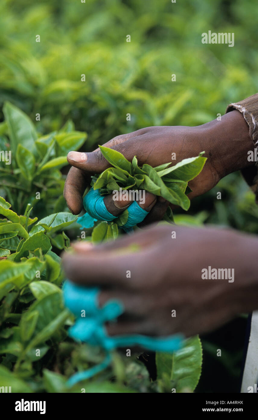 Tea picking, kenya hi-res stock photography and images - Alamy