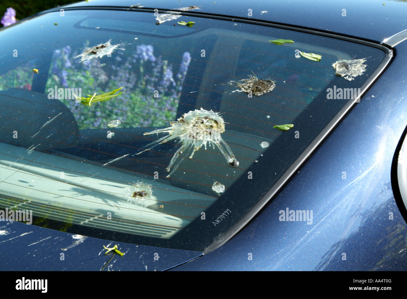 pigeon droppings on car windscreen window Stock Photo - Alamy