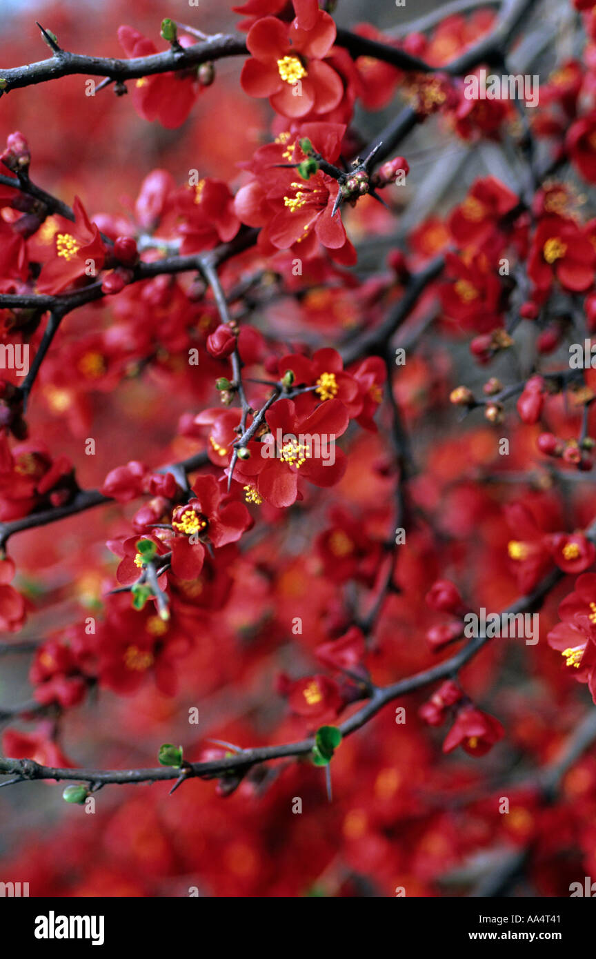 Cydonia flower hi-res stock photography and images - Alamy