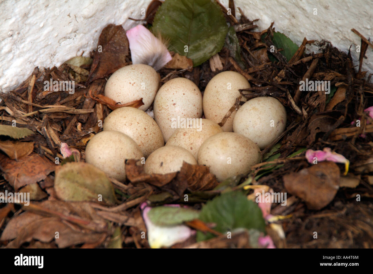 Partridge Eggs Stock Photos & Partridge Eggs Stock Images - Alamy
