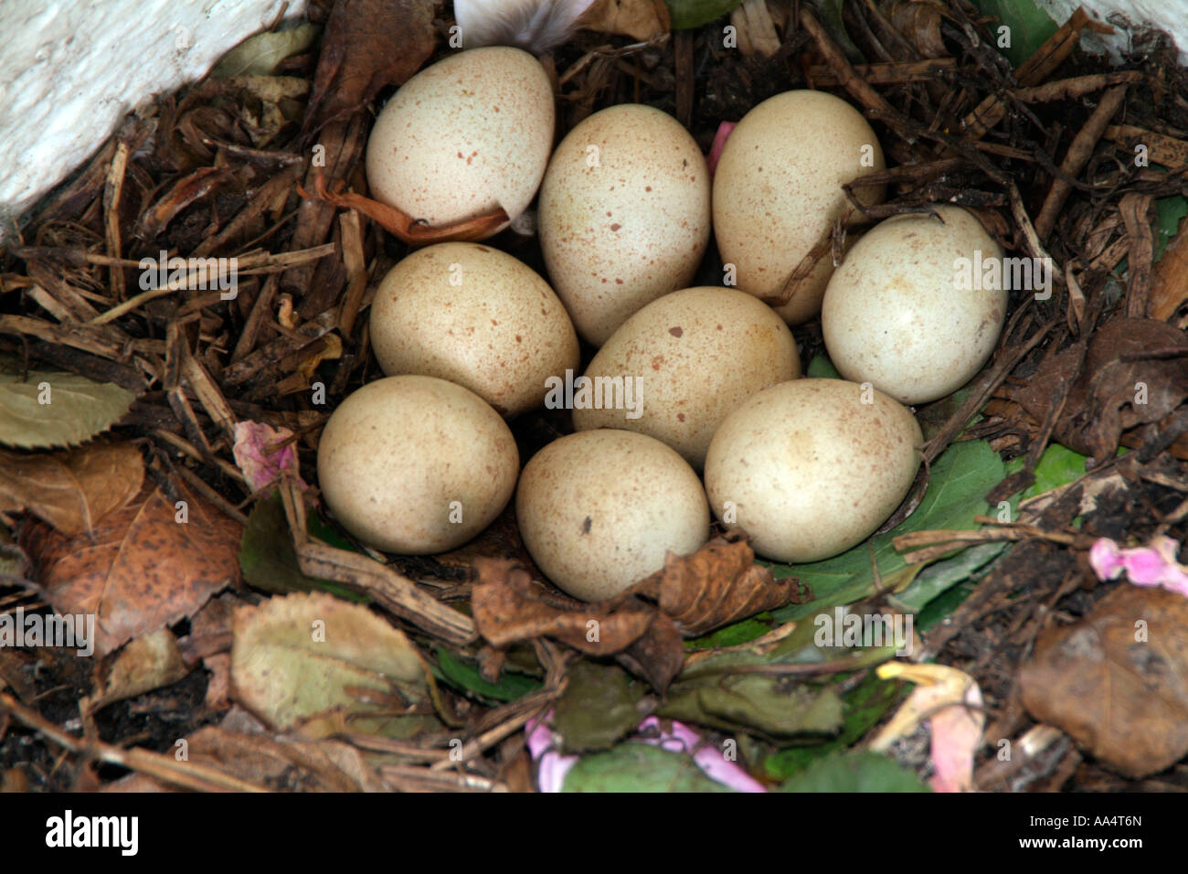 Wild partridge nest england hi-res stock photography and images - Alamy