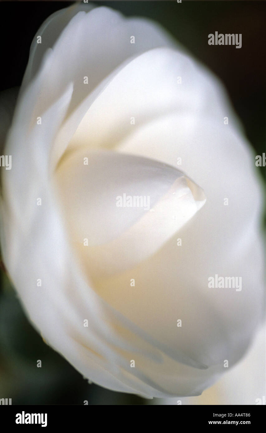 WHITE CAMELIA JANET WATERHOUSE GROWING IN GARDEN Stock Photo - Alamy