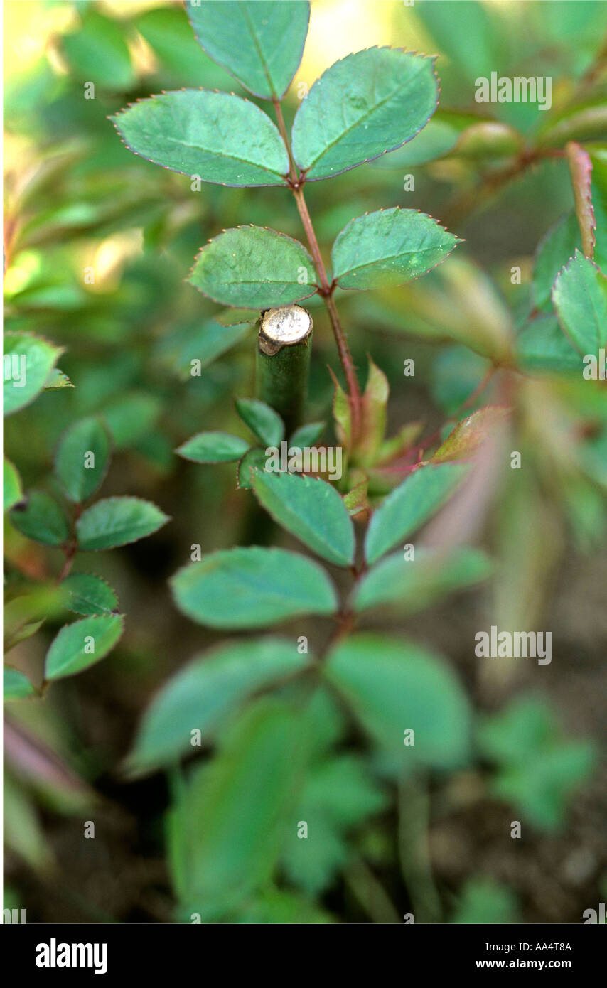 Early rose hi-res stock photography and images - Alamy